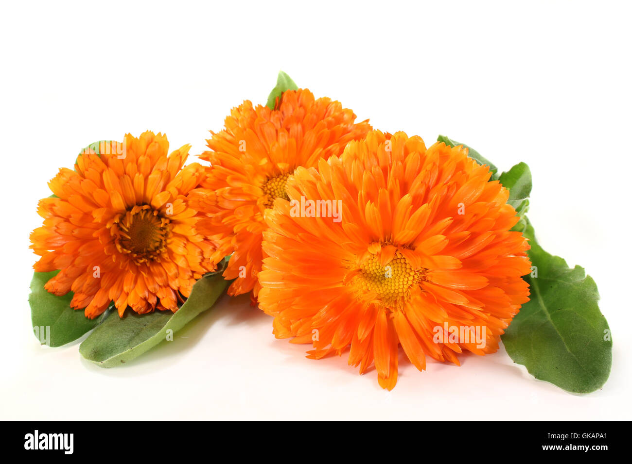 Marigold gardens Cut Out Stock Images & Pictures - Alamy