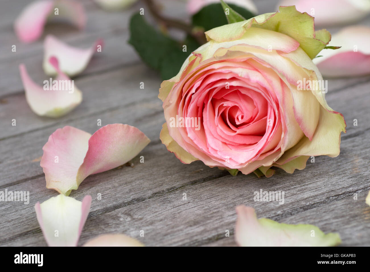 rose with rose petals Stock Photo - Alamy
