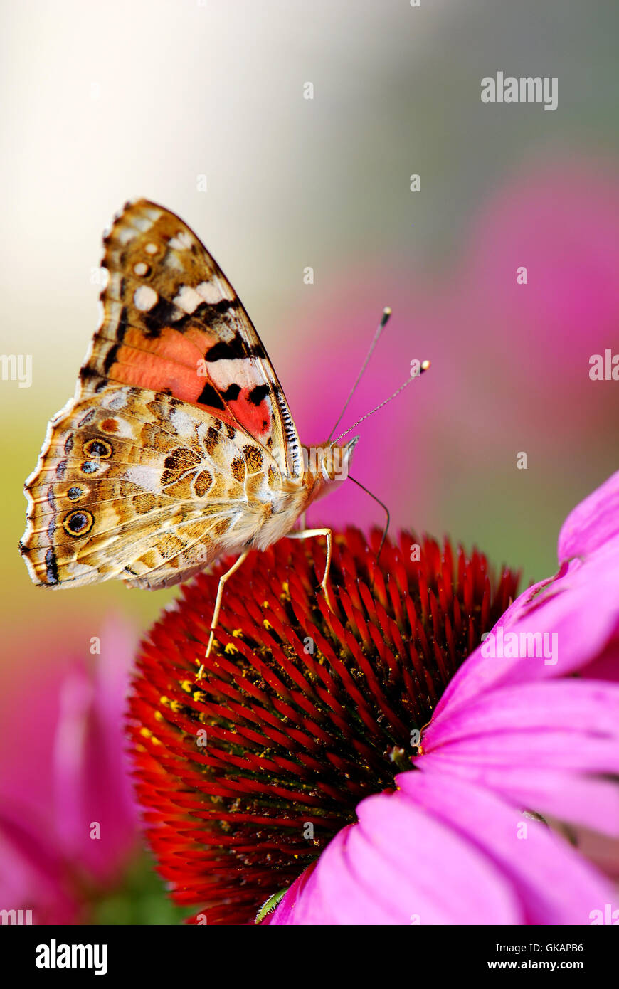 Distelfalter summer hi-res stock photography and images - Alamy