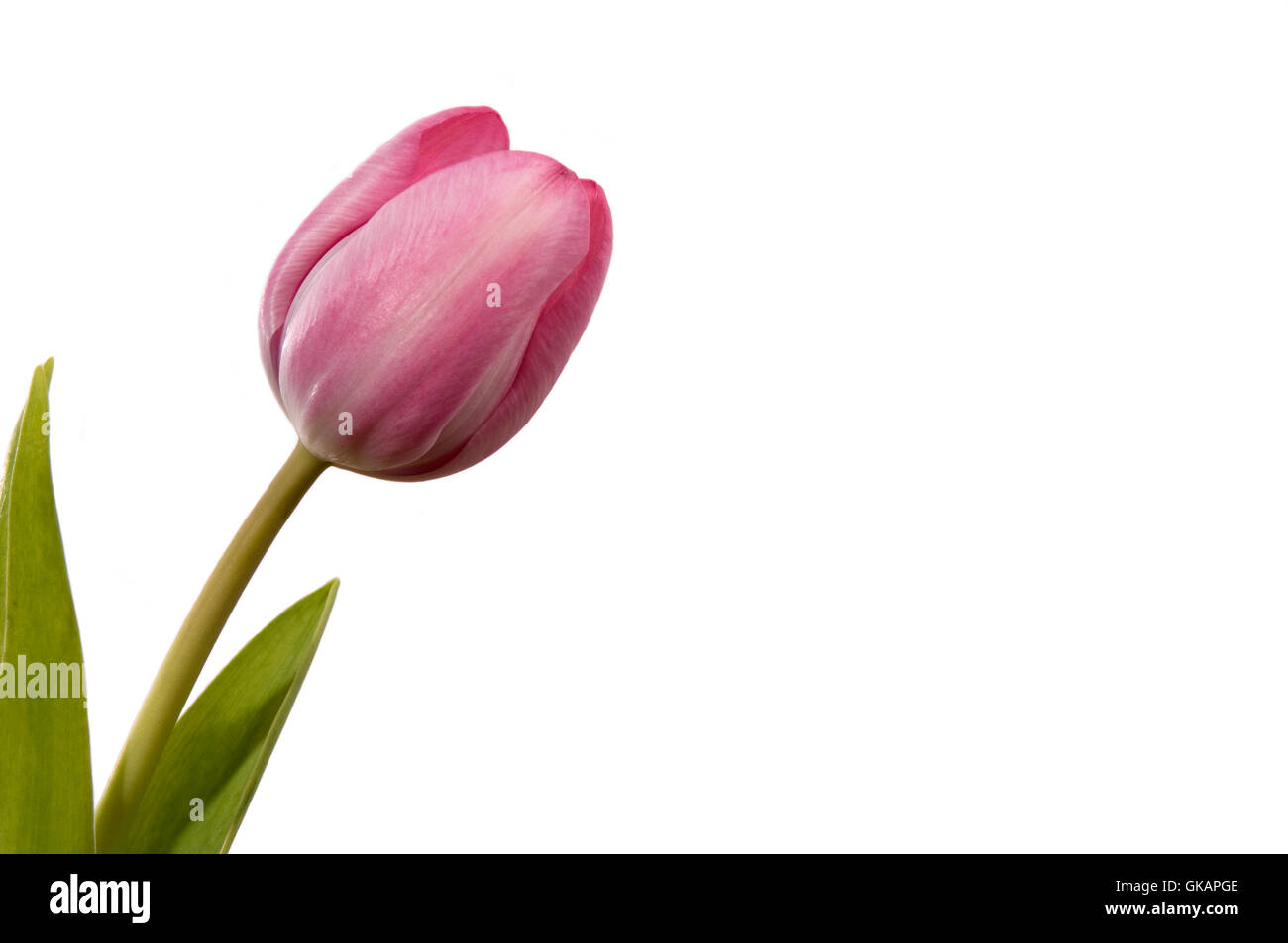 Purple flourish hi-res stock photography and images - Alamy