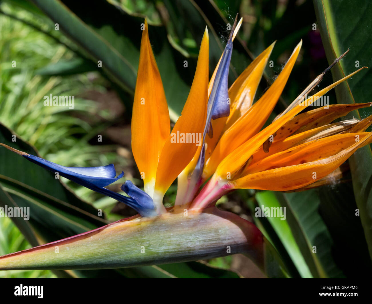 park garden flower Stock Photo - Alamy
