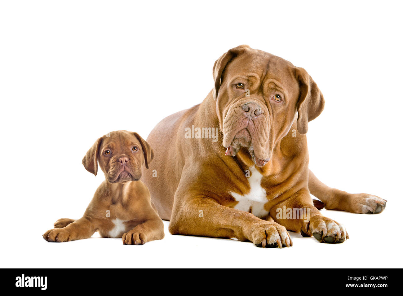pet dog isolated Stock Photo - Alamy
