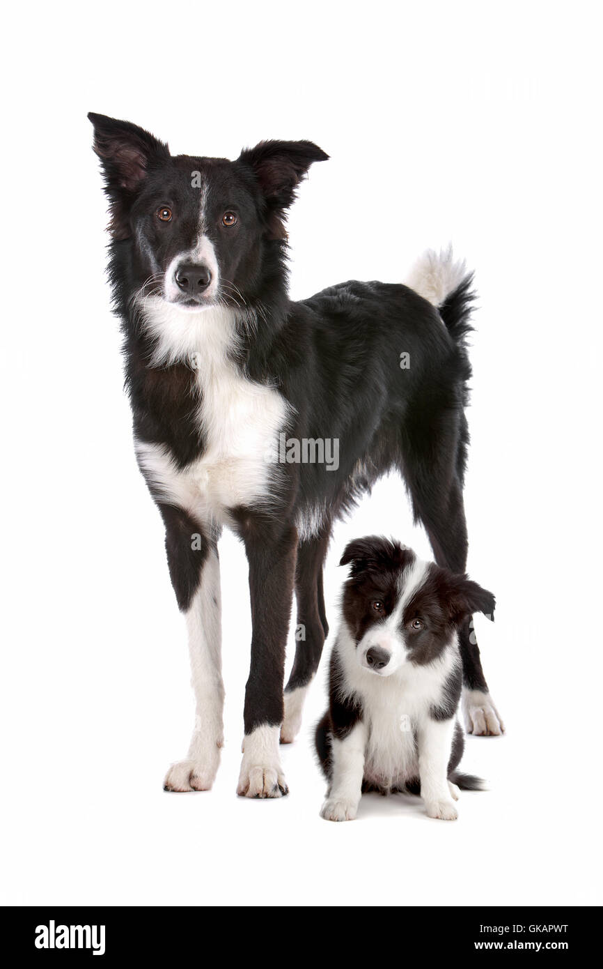 pet dog isolated Stock Photo - Alamy