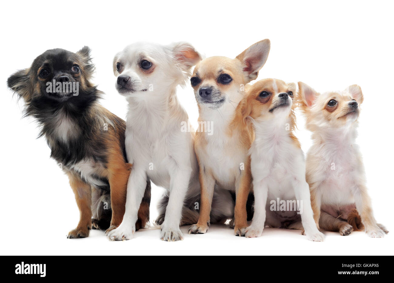 five dog dogs Stock Photo - Alamy
