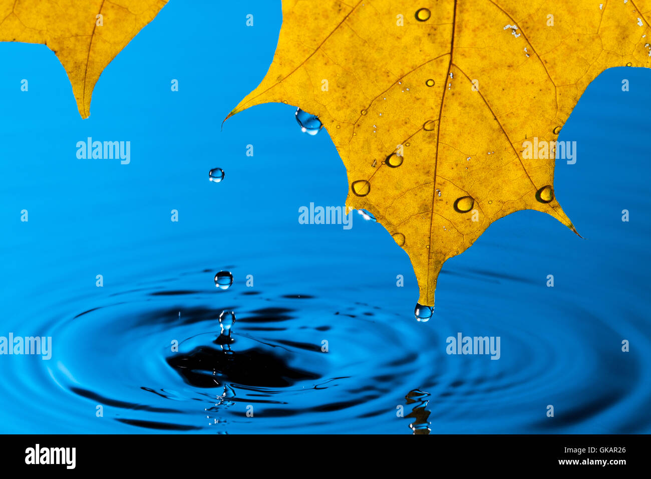 Blue leaf environment enviroment hi-res stock photography and images ...