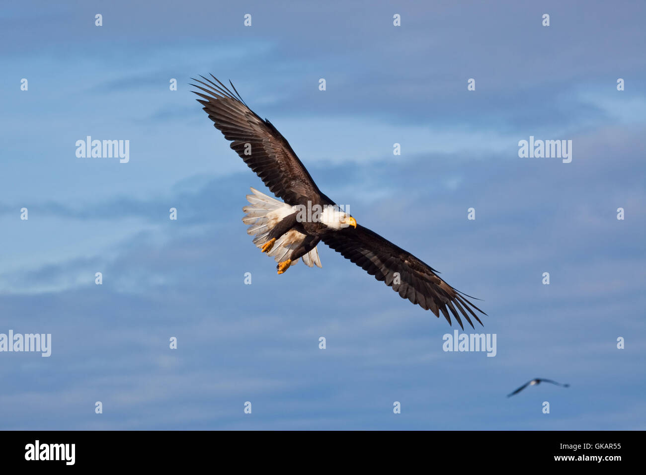 Eagle blue hi-res stock photography and images - Alamy