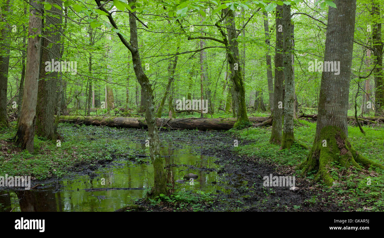 tree spring bouncing Stock Photo - Alamy