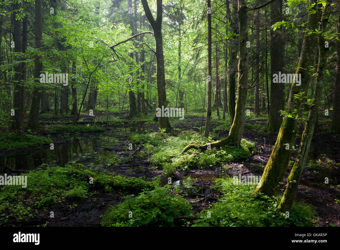 spring bouncing bounces Stock Photo - Alamy