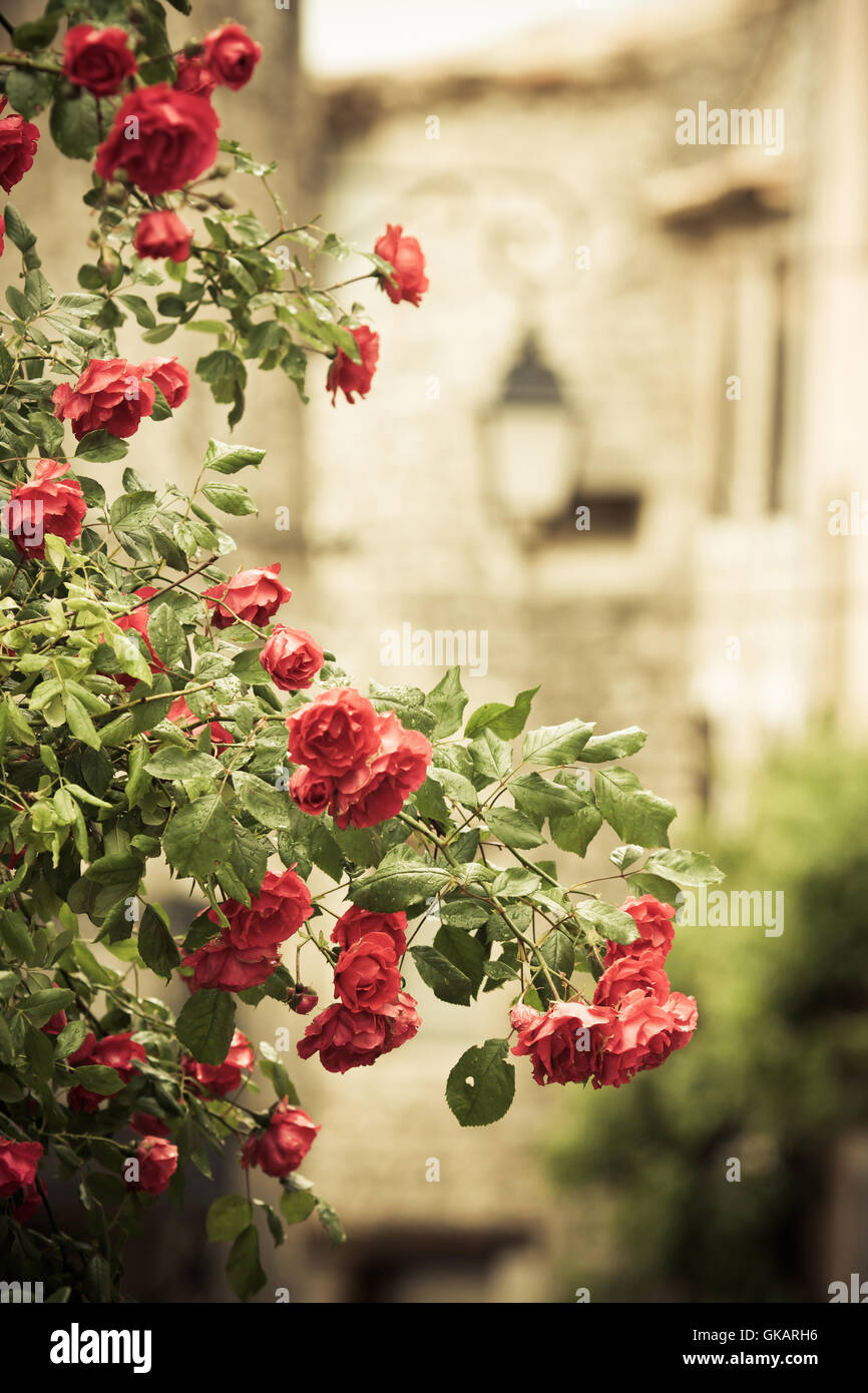 Provence rose flower plant hi-res stock photography and images - Alamy