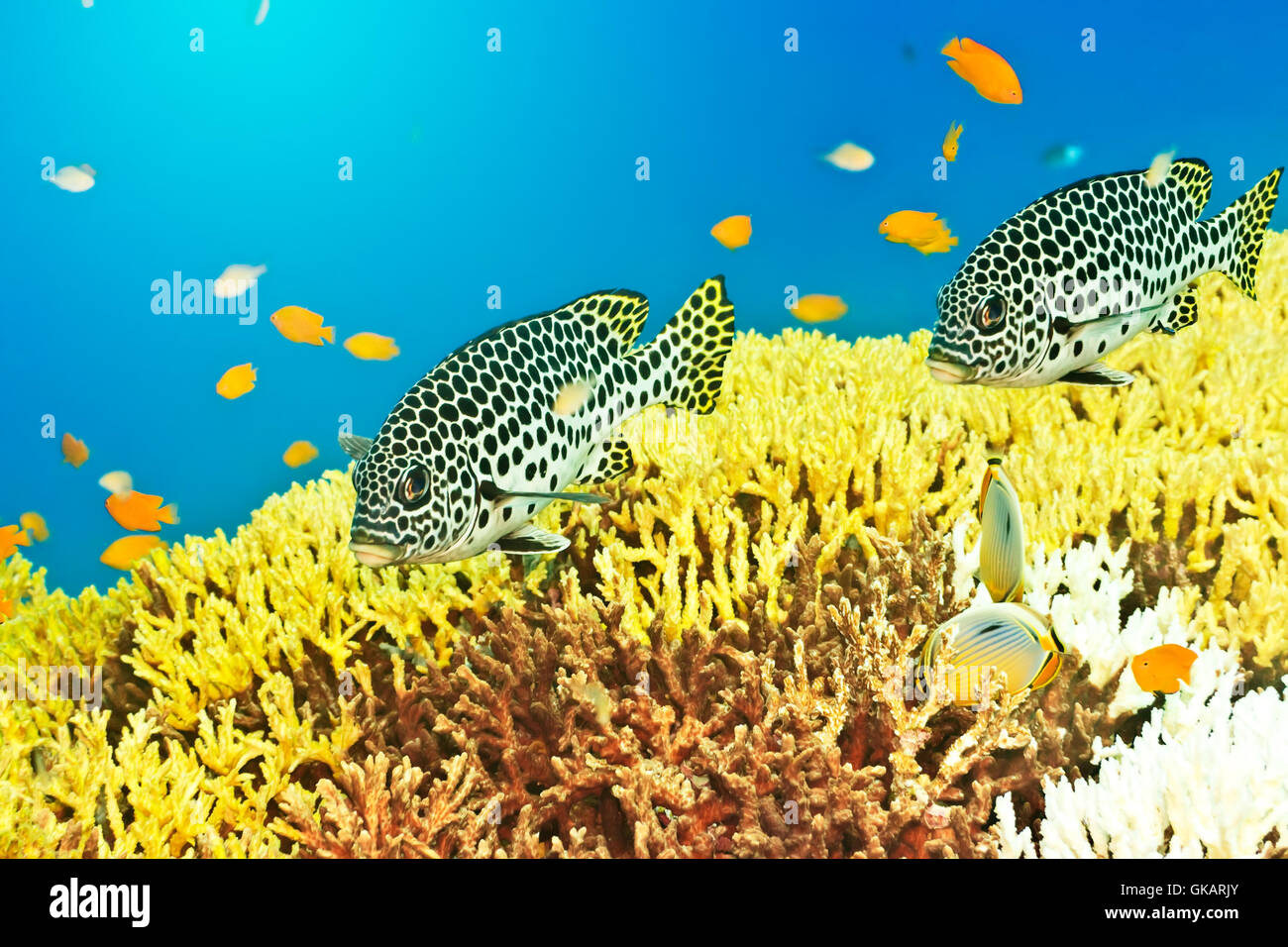 Fish underwater scenery hi-res stock photography and images - Alamy