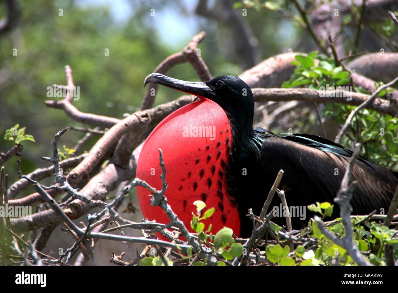 Frigate Bird Raptor High Resolution Stock Photography and Images - Alamy