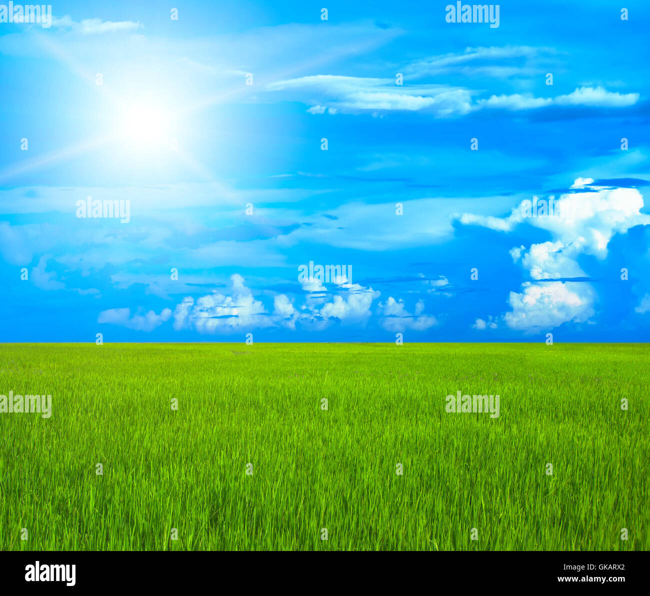 field harvest fields Stock Photo - Alamy