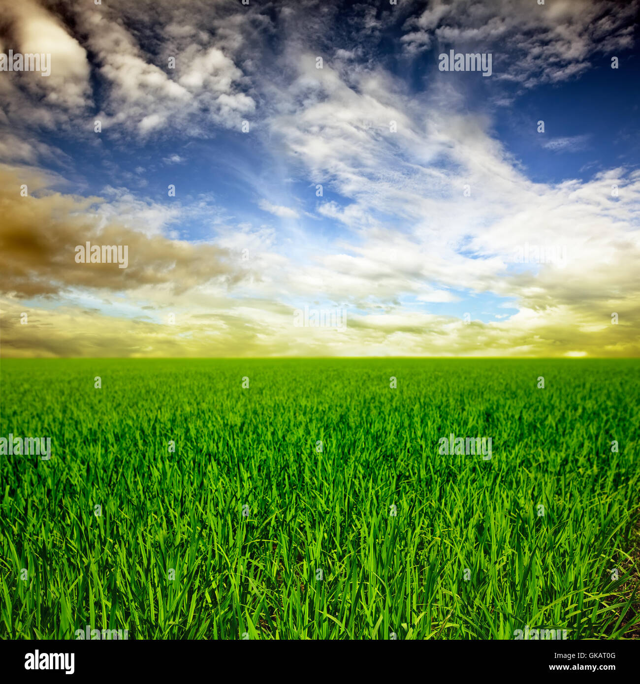 field harvest fields Stock Photo - Alamy