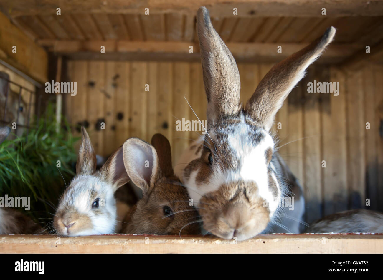 Bunny ears hi-res stock photography and images - Alamy