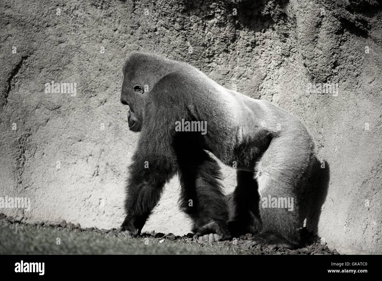 Gorilla Hands Walking