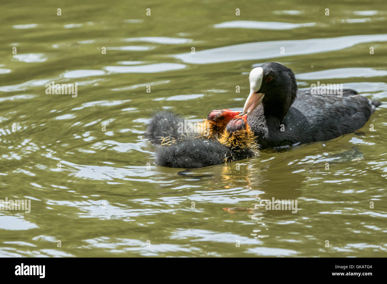 American coot family hi-res stock photography and images - Alamy