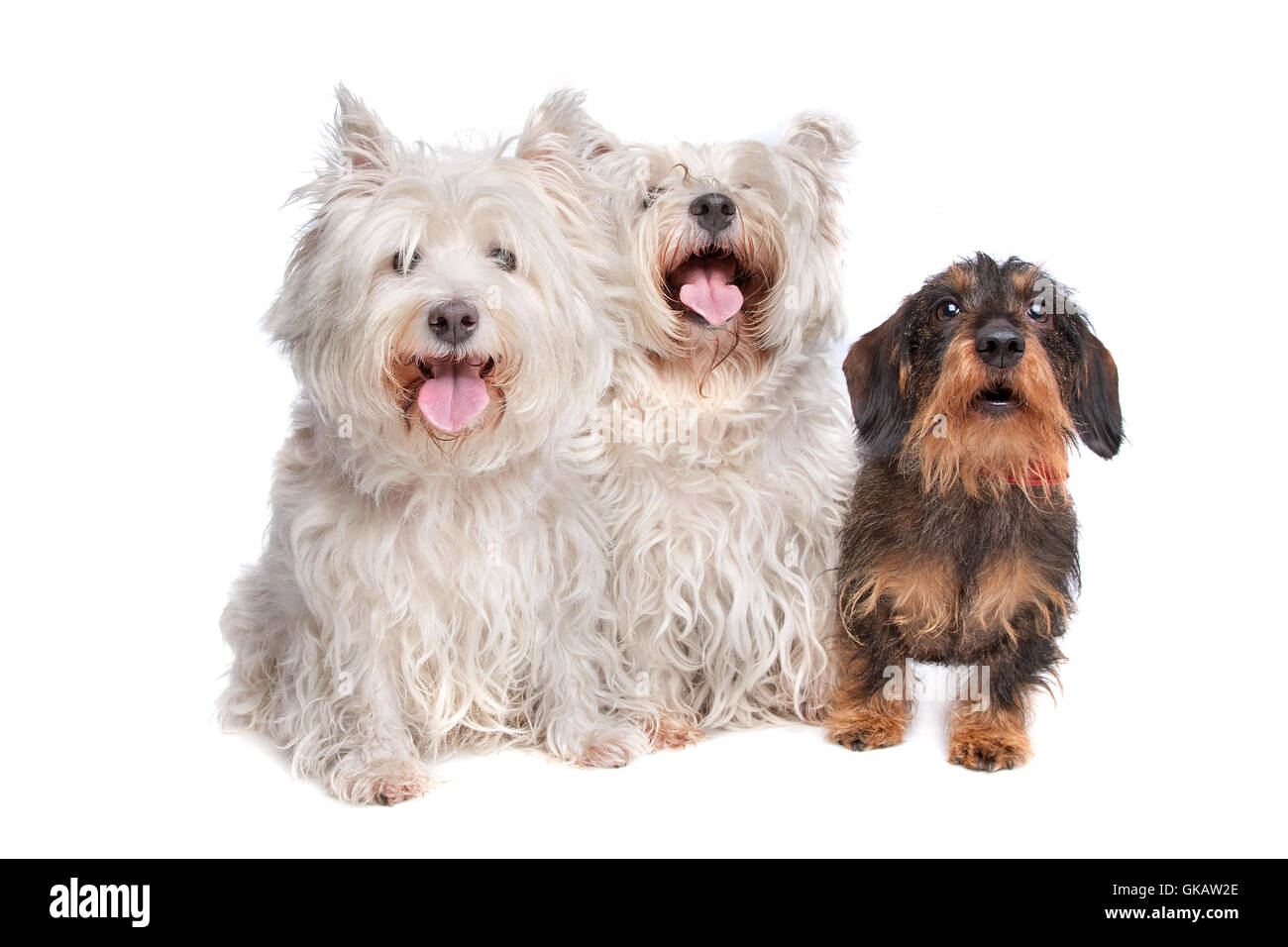 pet isolated pet Stock Photo - Alamy