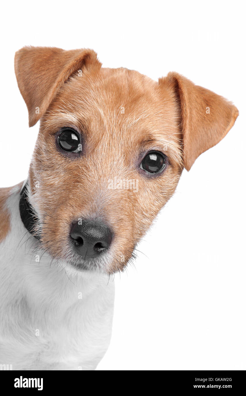 pet isolated pet Stock Photo - Alamy