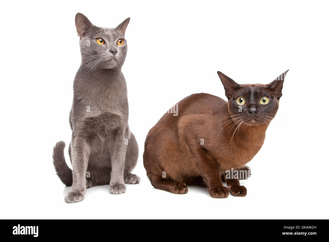 pet blue beautiful Stock Photo - Alamy