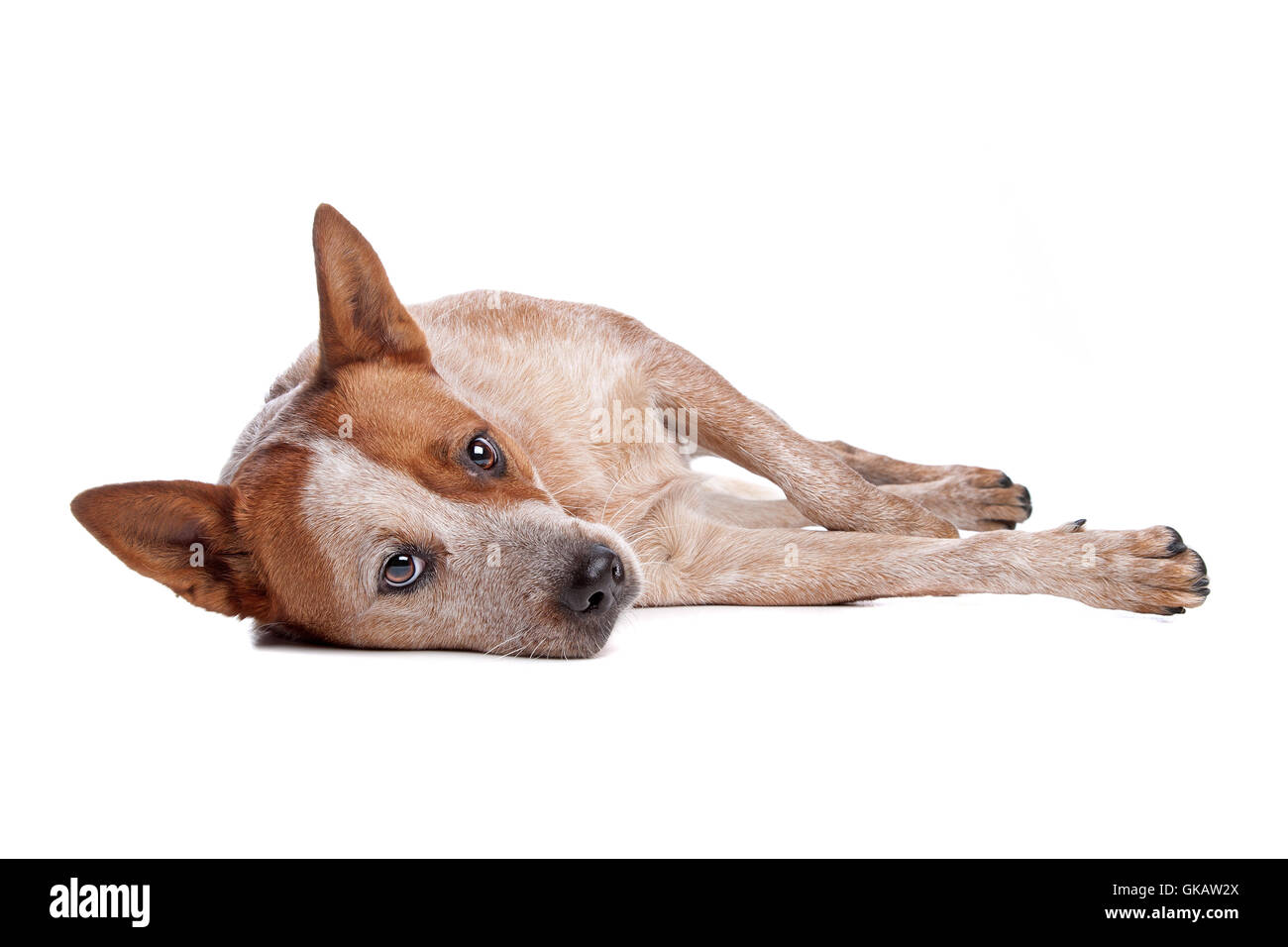 pet blue animal Stock Photo - Alamy