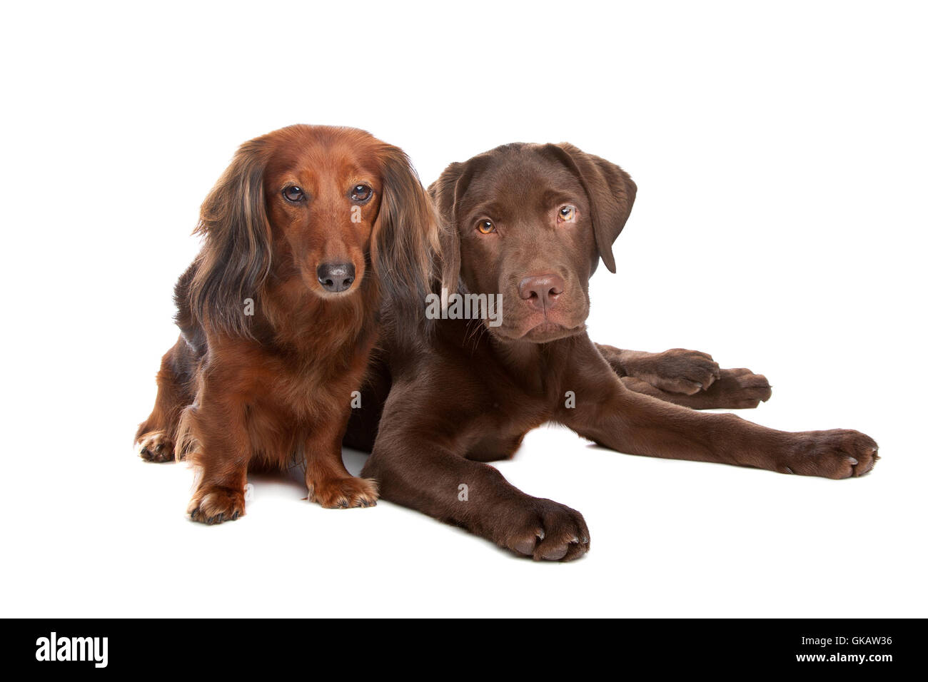pet isolated pet Stock Photo - Alamy