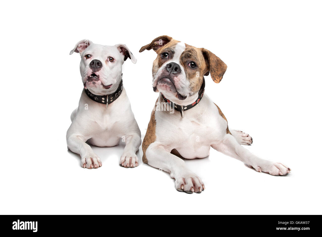 Pet the animals hi-res stock photography and images - Alamy