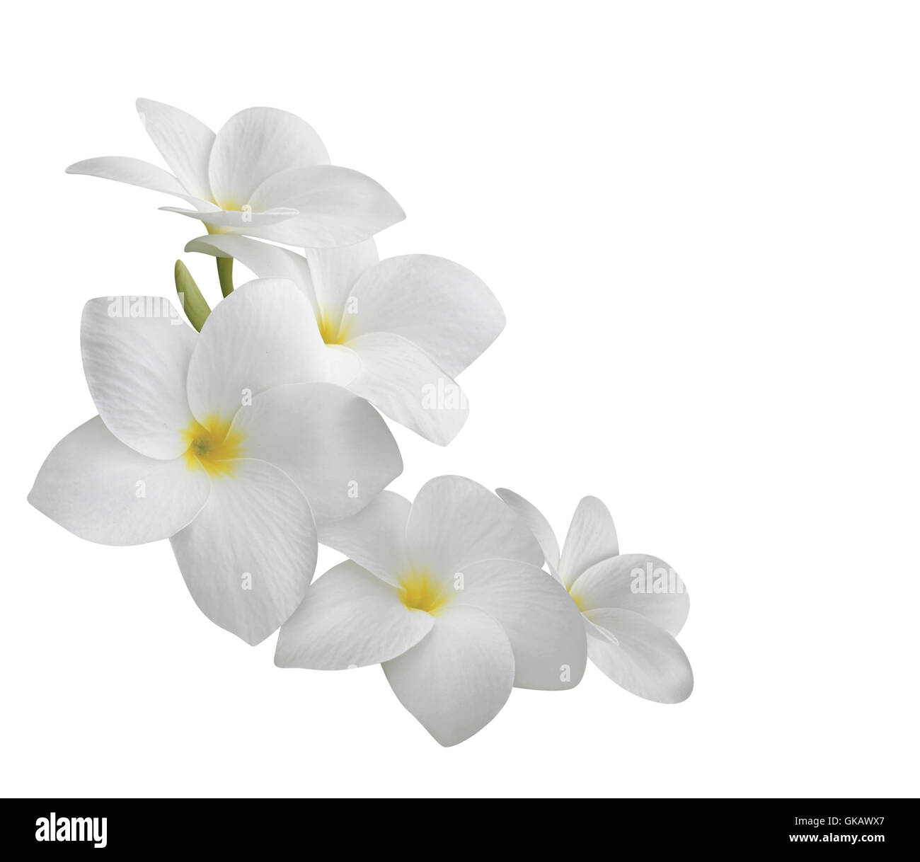 Golden flower blooming Cut Out Stock Images & Pictures - Alamy