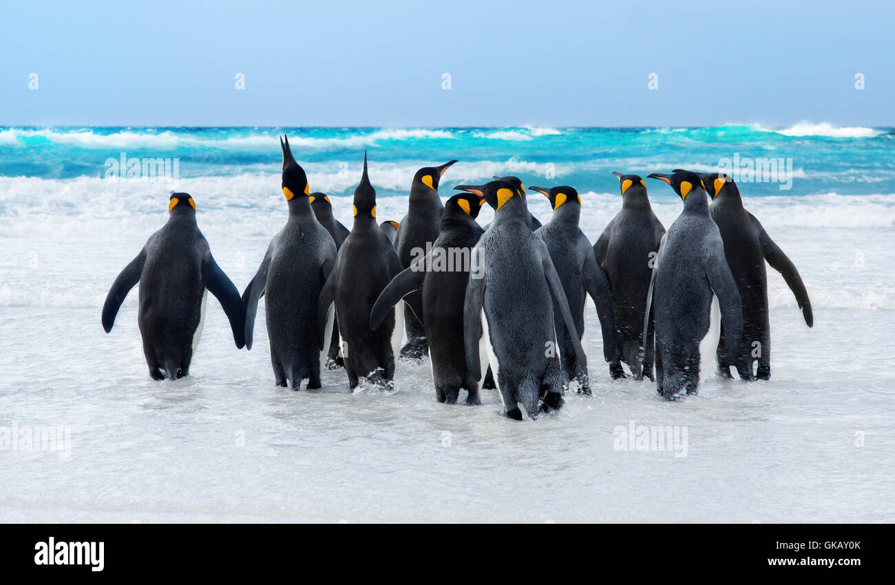 animal penguins birds Stock Photo - Alamy