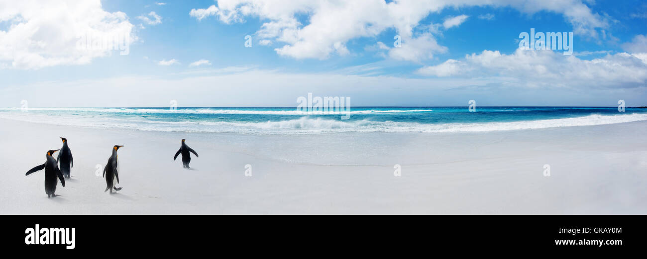 Panoramic penguins antarctic hi-res stock photography and images - Alamy