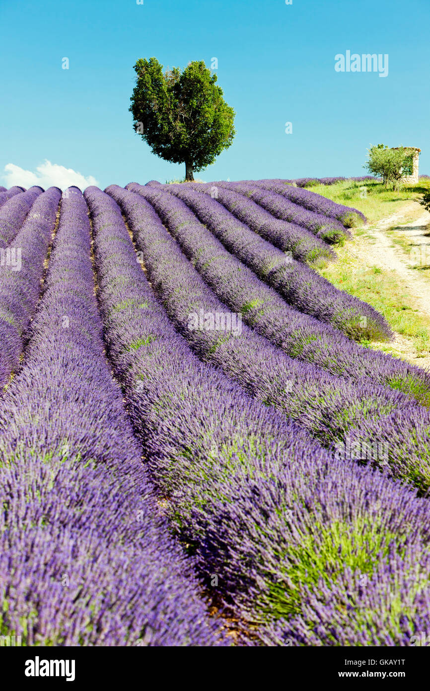 France lavender hi-res stock photography and images - Alamy