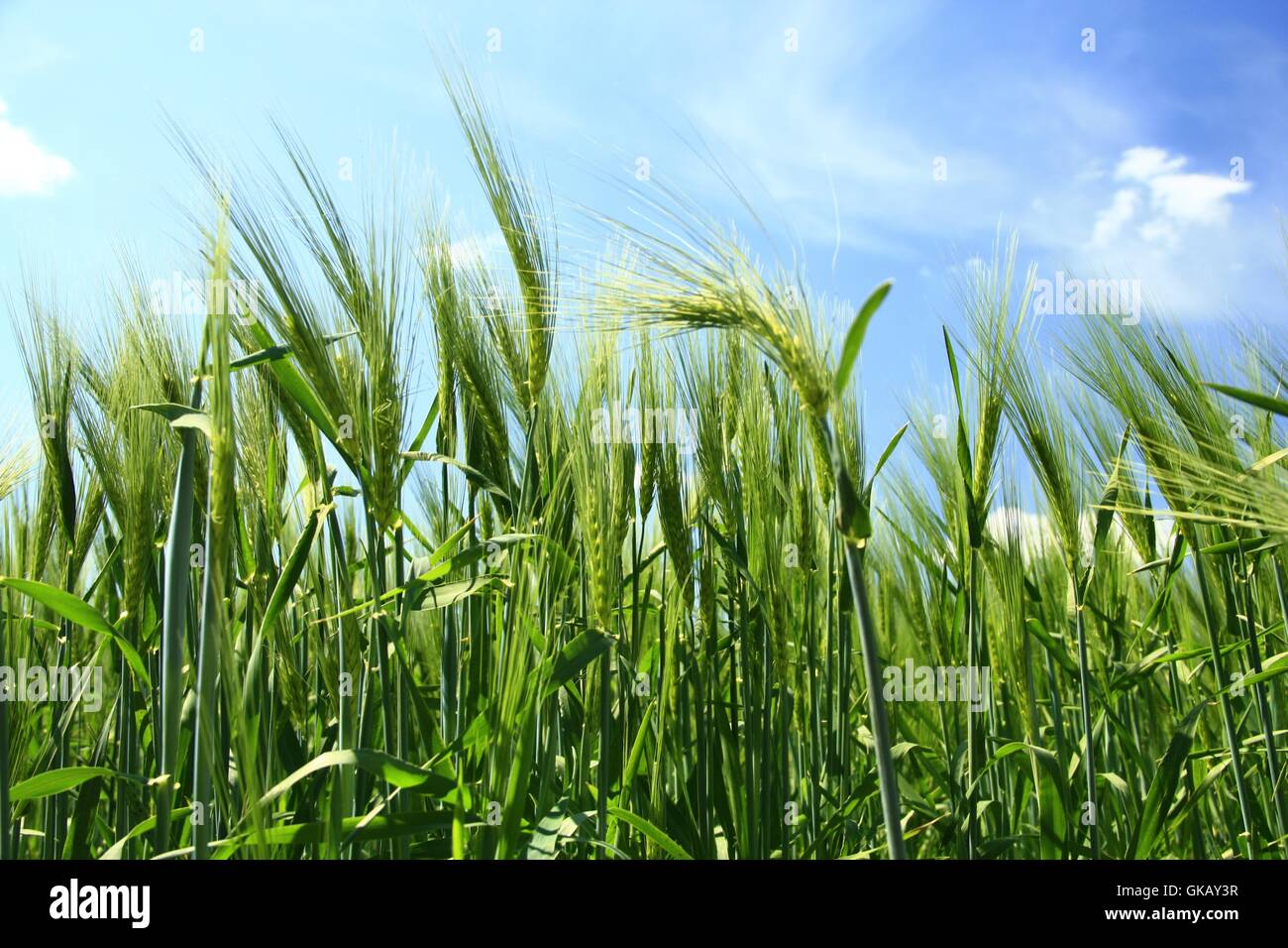 barley - hordeum vulgare Stock Photo - Alamy