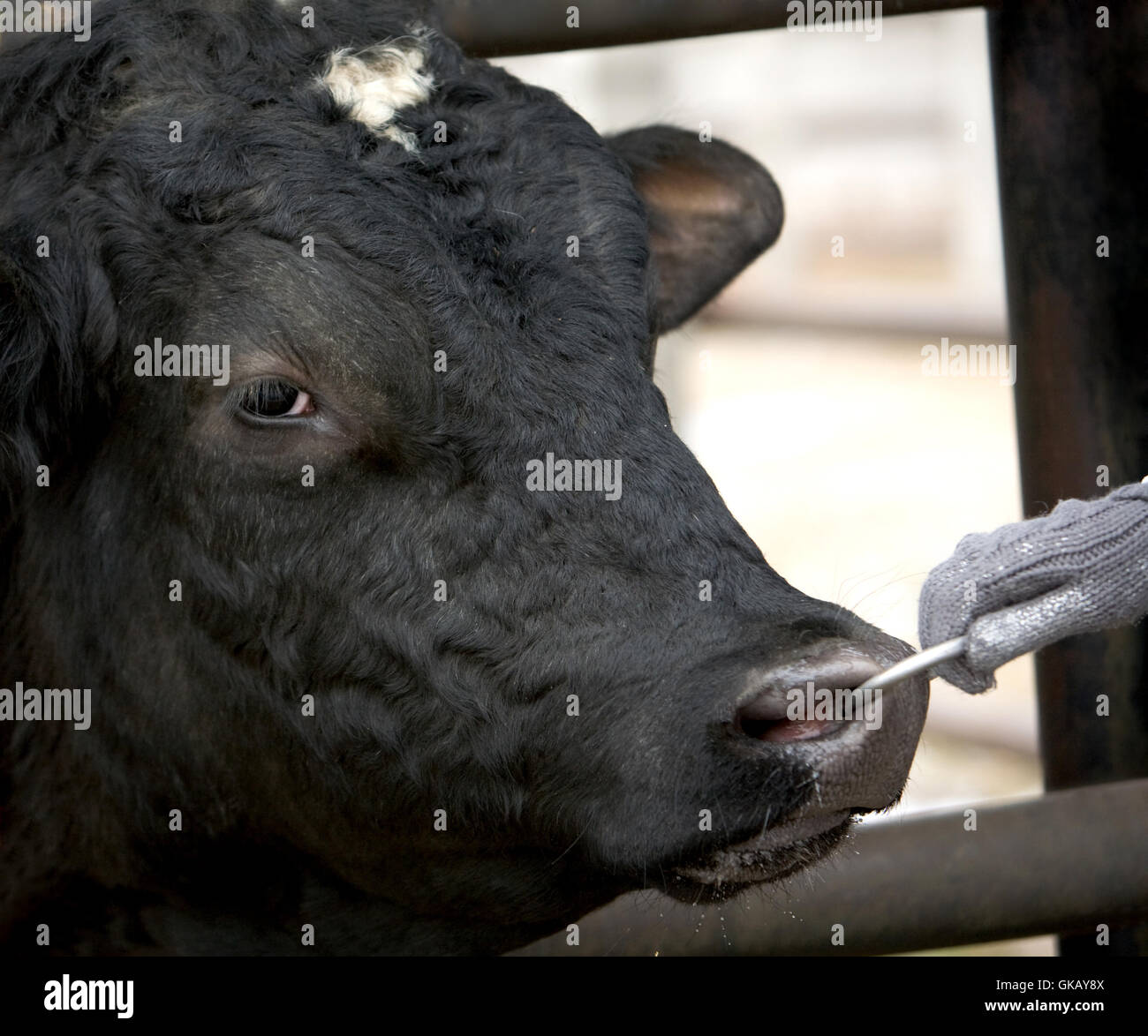 animal bull cow Stock Photo - Alamy
