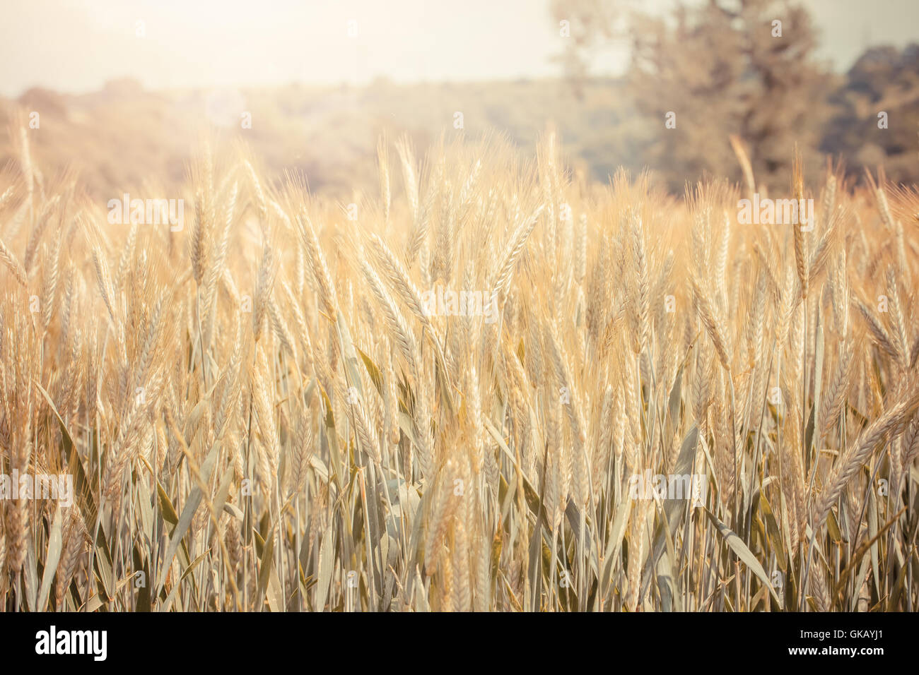 agriculture farming wheat Stock Photo - Alamy