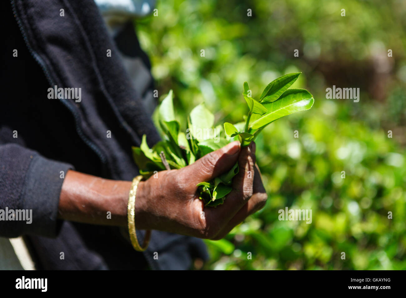 Hand holding tea leaves Stock Photo - Alamy