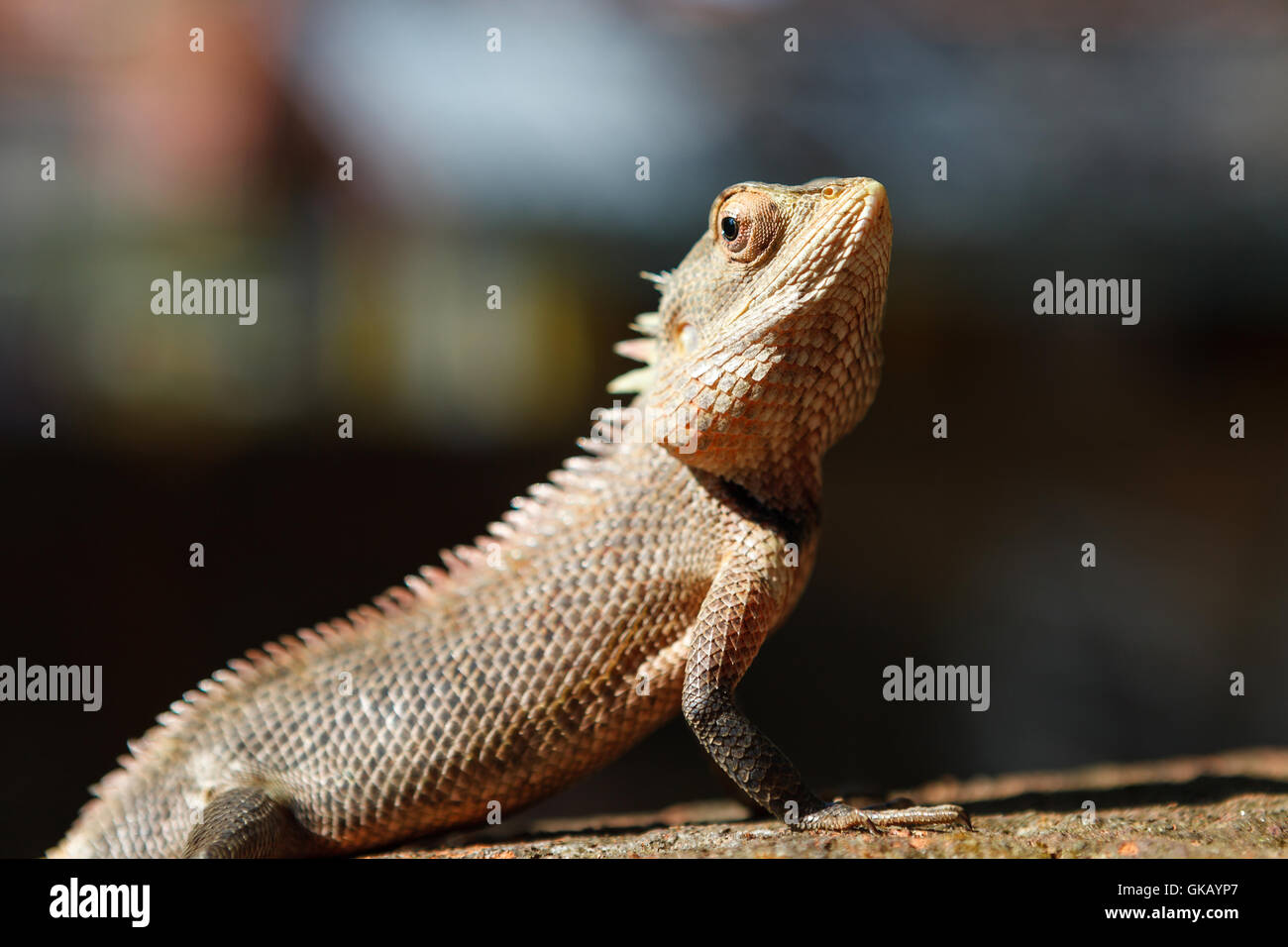 Sri lanka wilderness hi-res stock photography and images - Alamy
