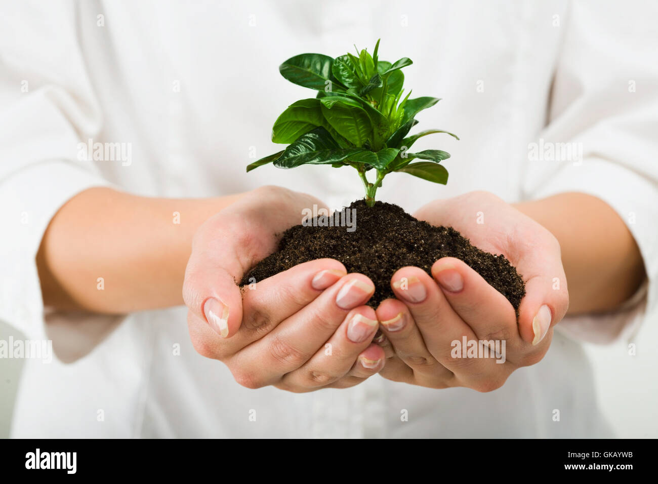 finger leaf life Stock Photo - Alamy