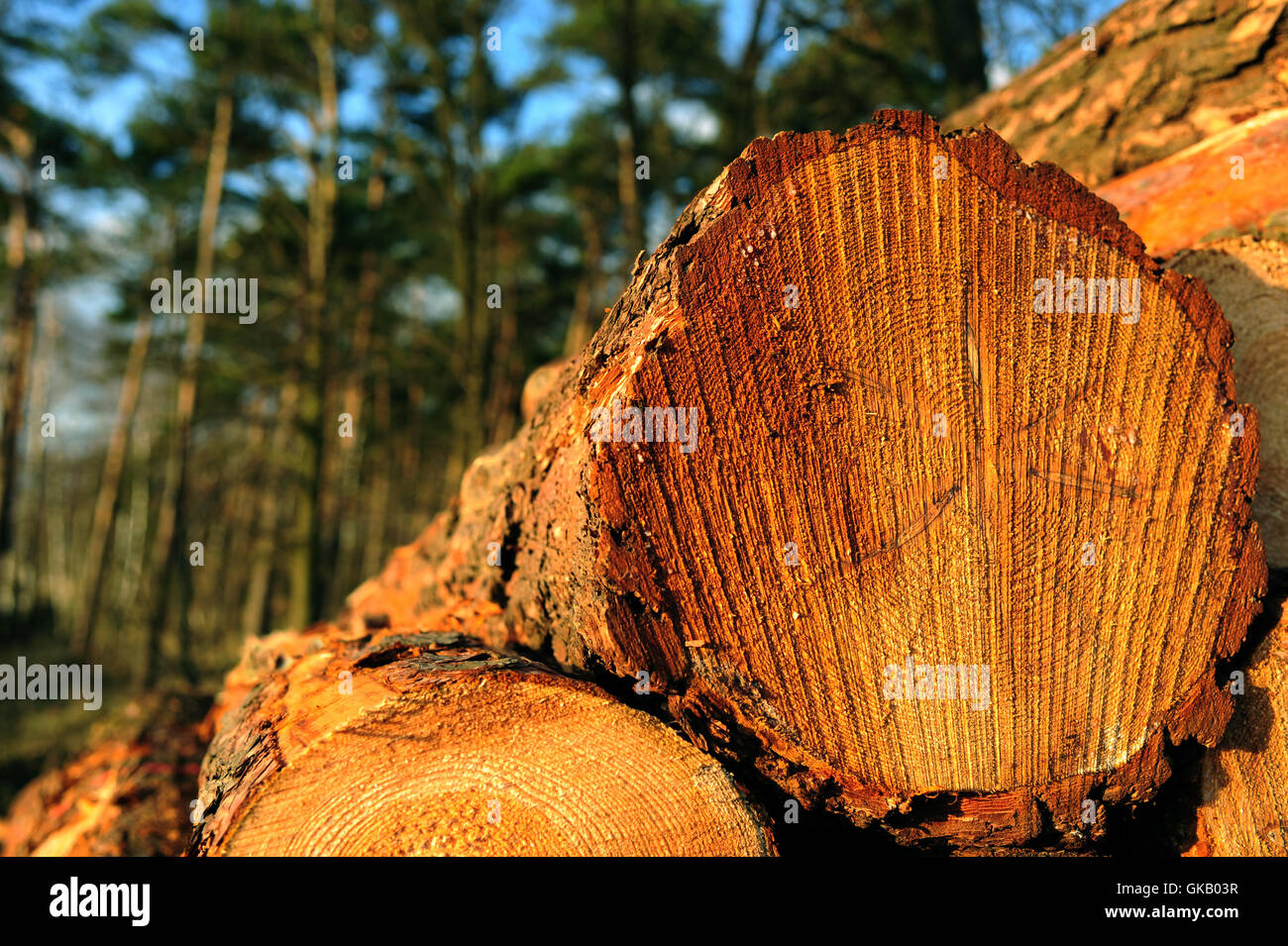 Cross section conifer tree trunk hi-res stock photography and images ...