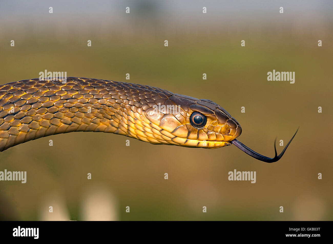 Sliding animal hi-res stock photography and images - Alamy