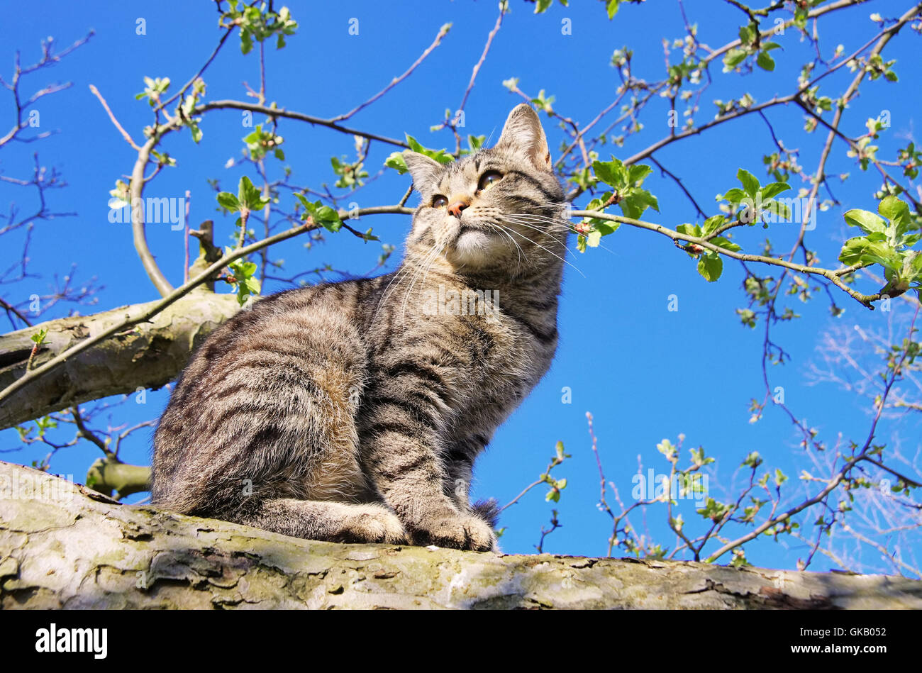 Animal on the tree hi-res stock photography and images - Alamy
