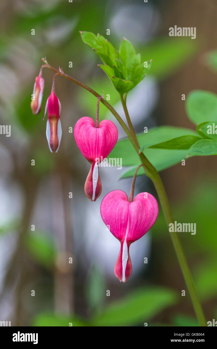 bleeding heart,close up Stock Photo - Alamy