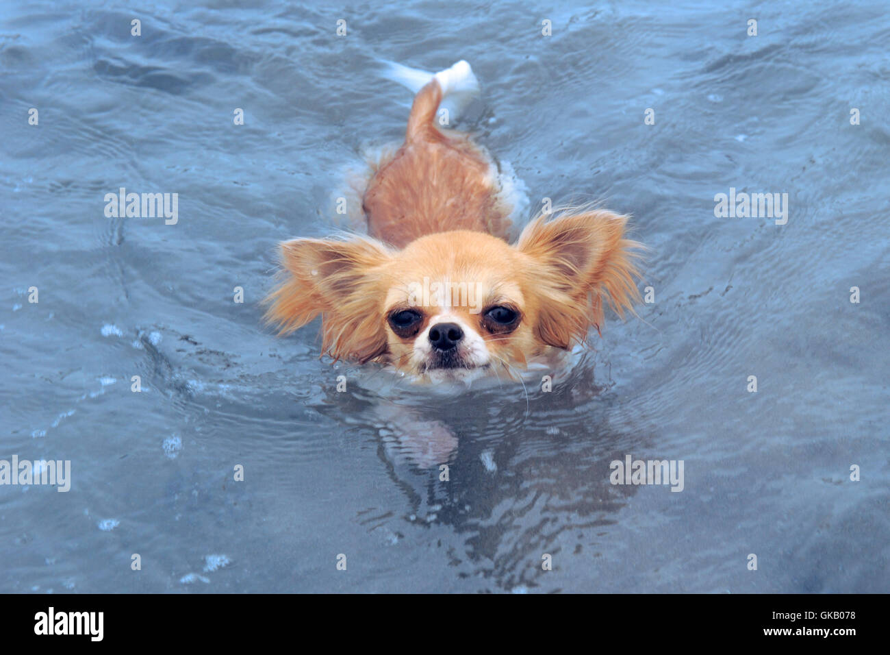 dog puppy swimming Stock Photo - Alamy