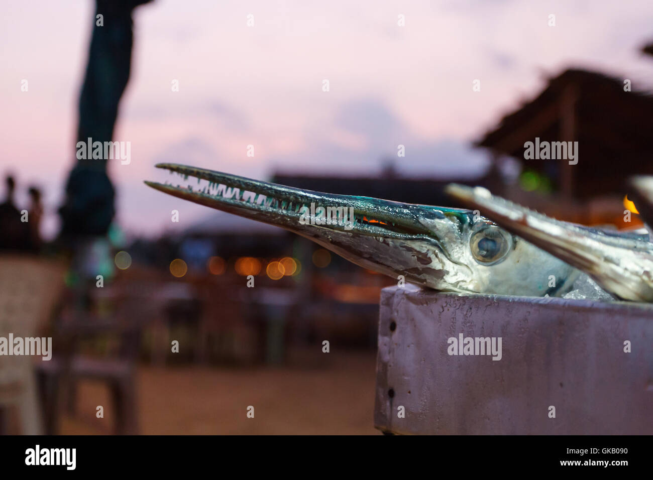 Houndfish, Tylosurus crocodilus, Needlefish Stock Photo - Alamy