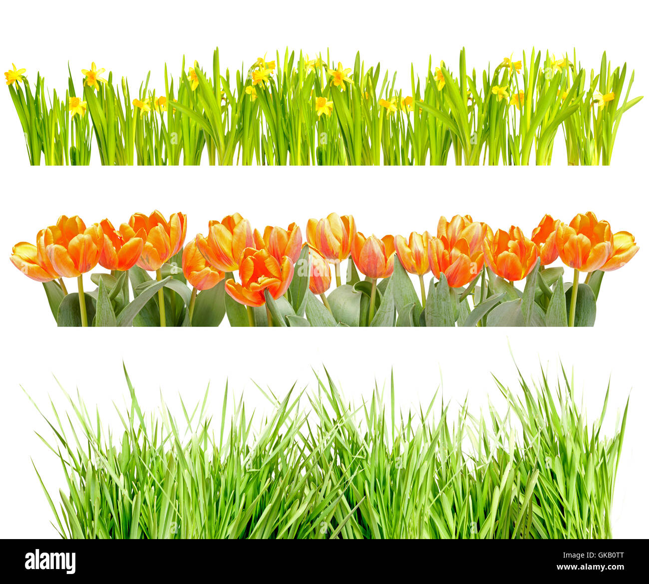 isolated garden flower Stock Photo - Alamy