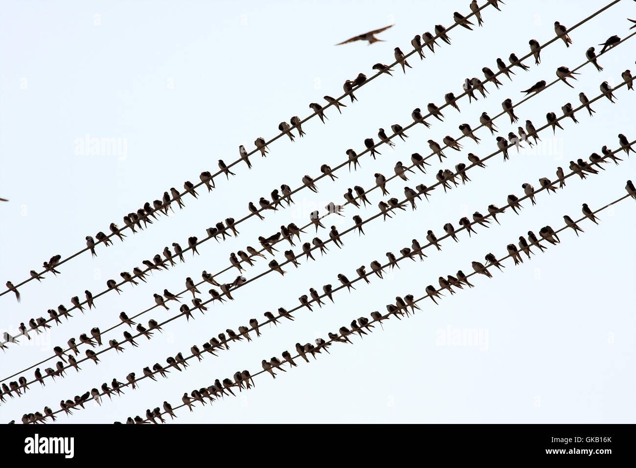 animal birds small Stock Photo - Alamy