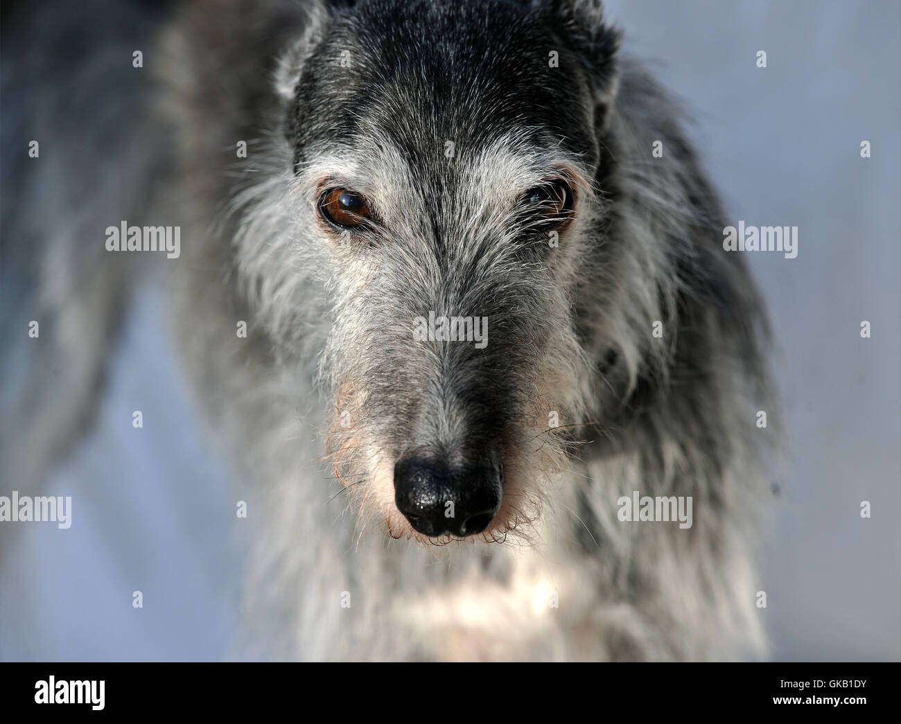 Lurcher dogs hi-res stock photography and images - Alamy