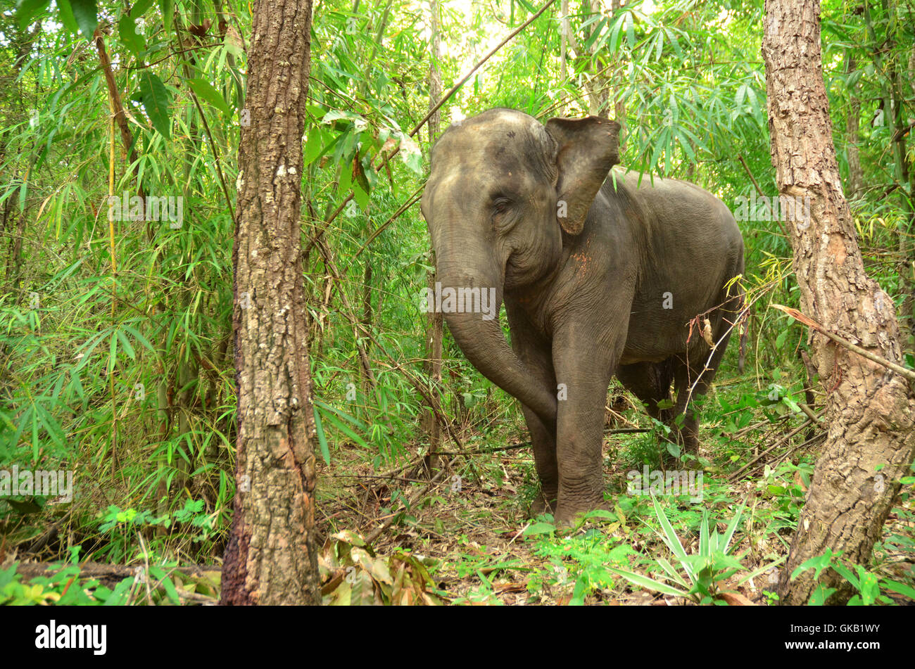 big large enormous Stock Photo - Alamy