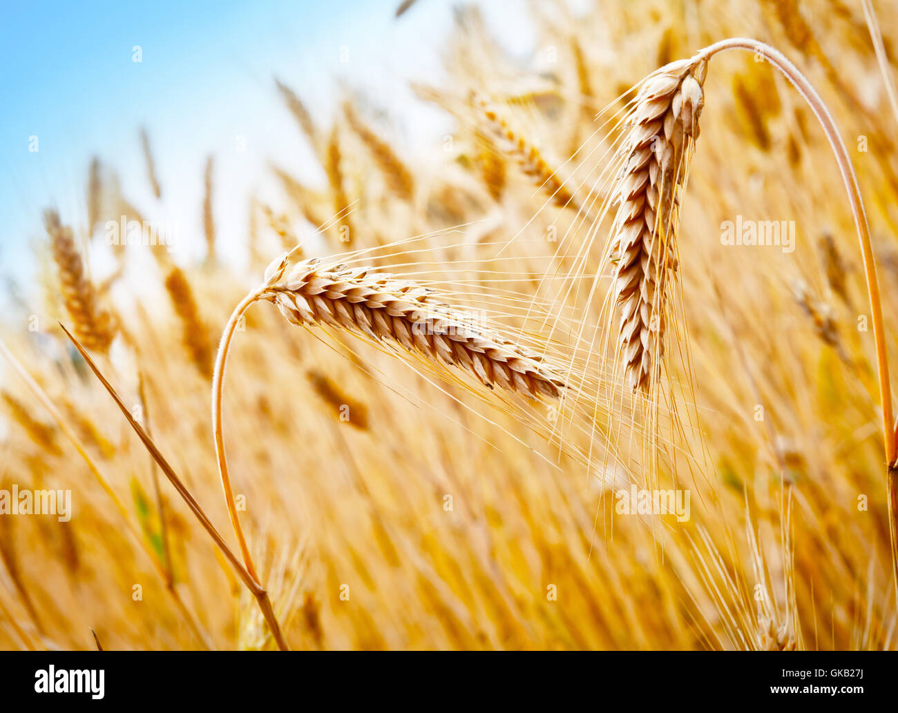 bread agriculture farming Stock Photo - Alamy