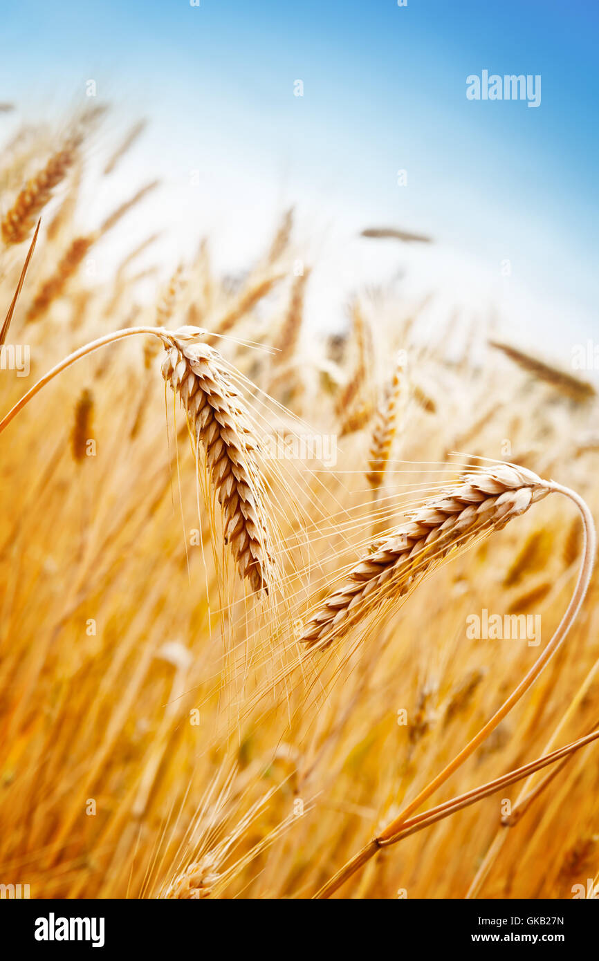bread agriculture farming Stock Photo - Alamy