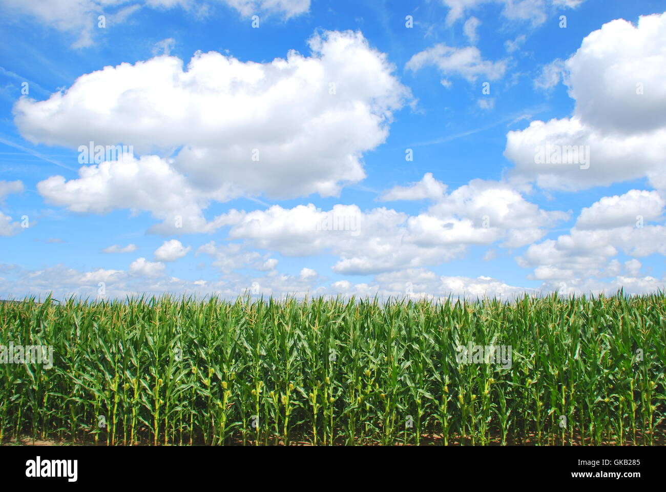 organic corn farming Stock Photo - Alamy