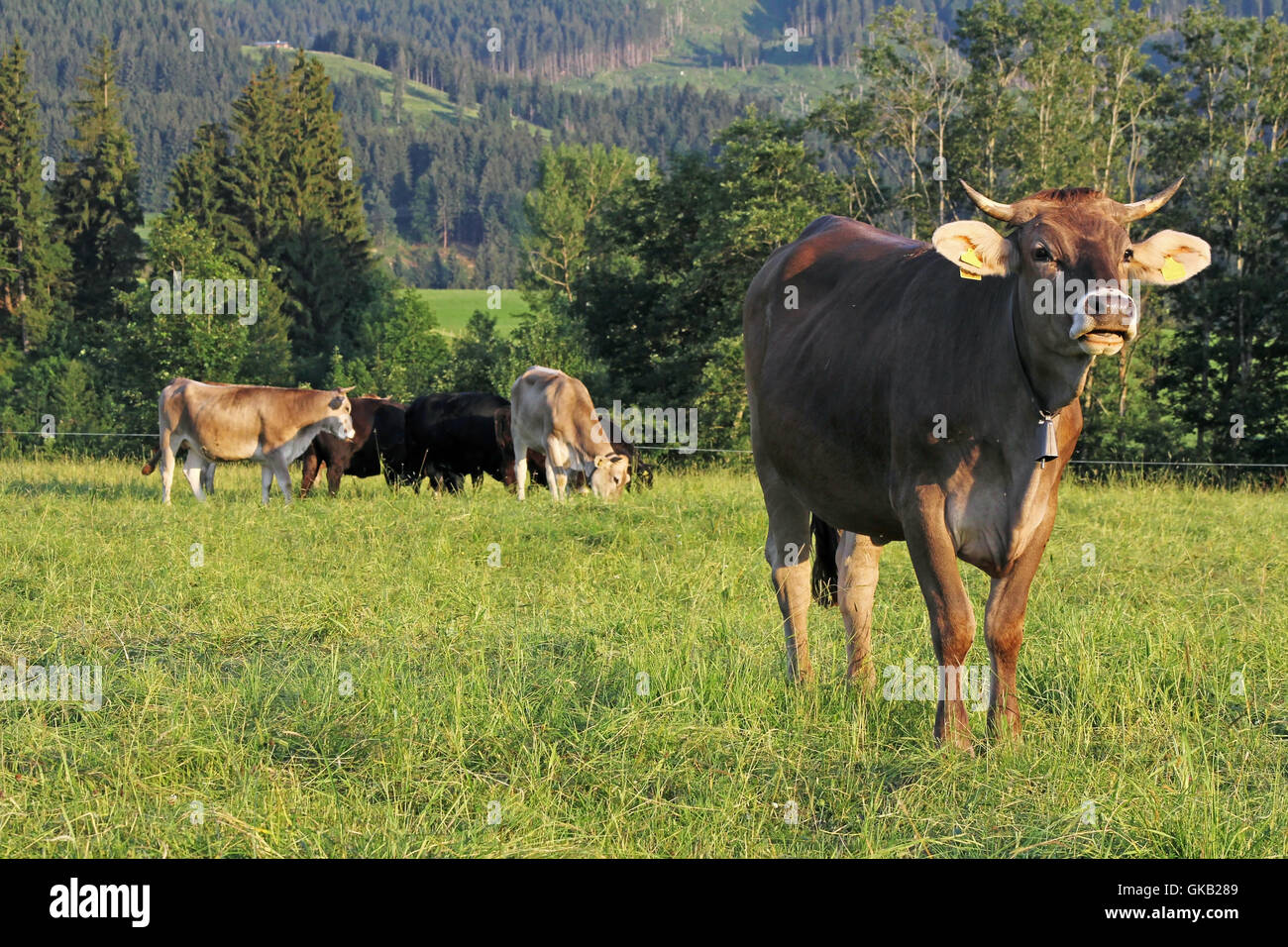 Allgauer braunvieh hi-res stock photography and images - Alamy